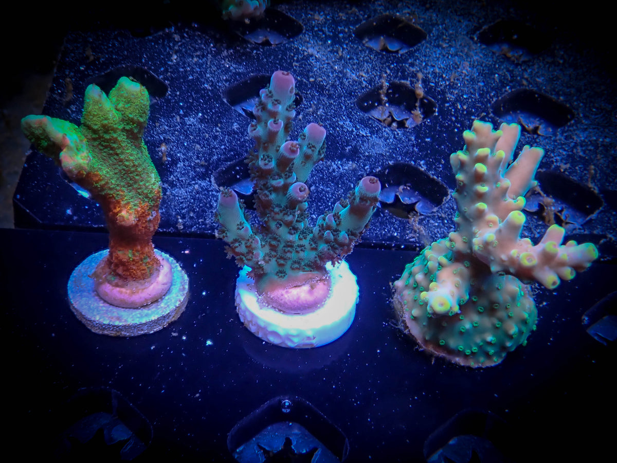 WYSIWYG Frag Packs – Epic Aquaculture