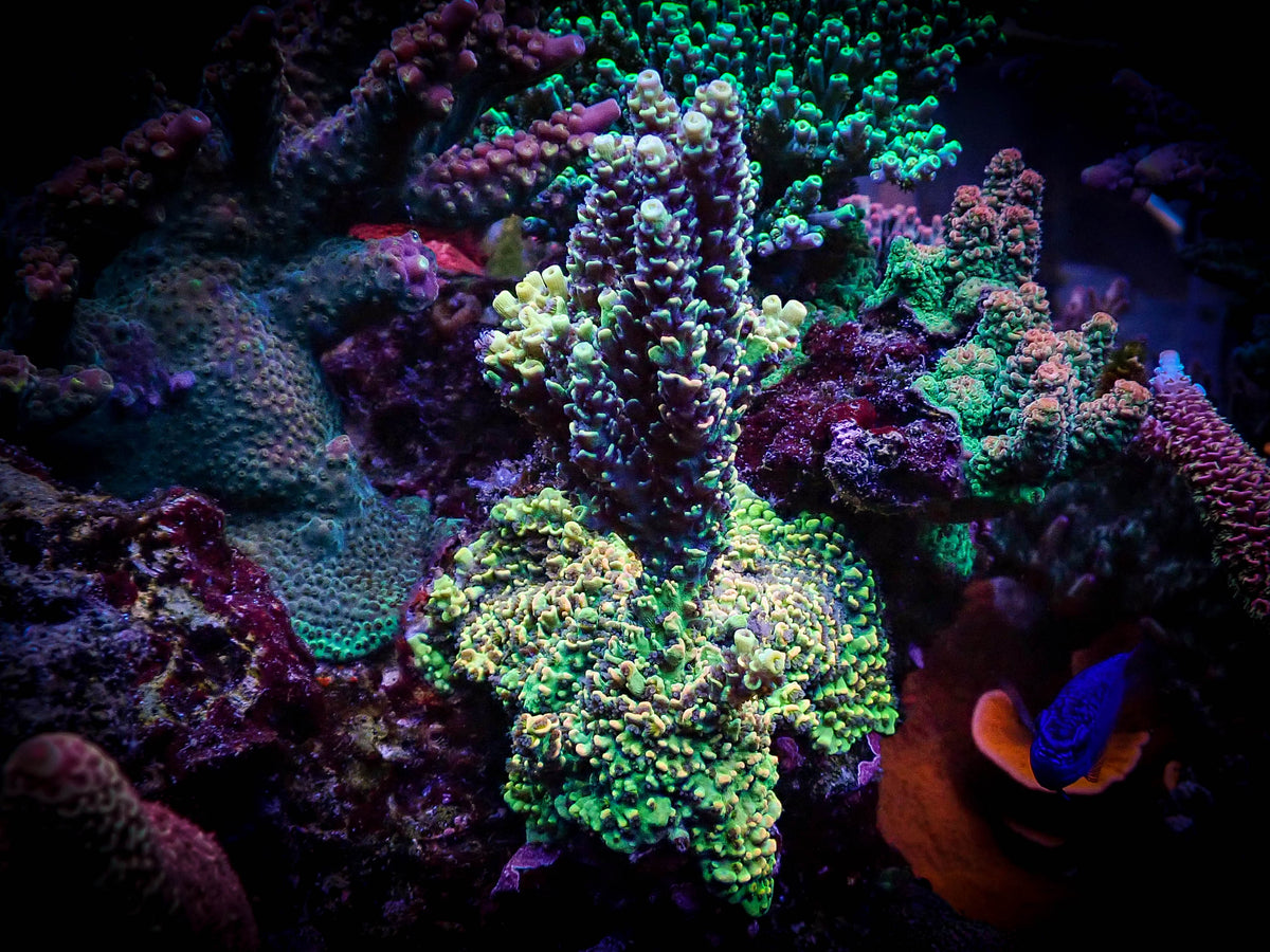 BKChem Fruit Loops – Epic Aquaculture