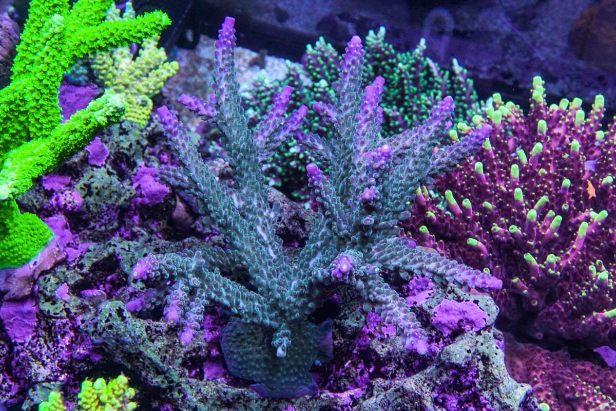 Copps Calicali Stag – Epic Aquaculture