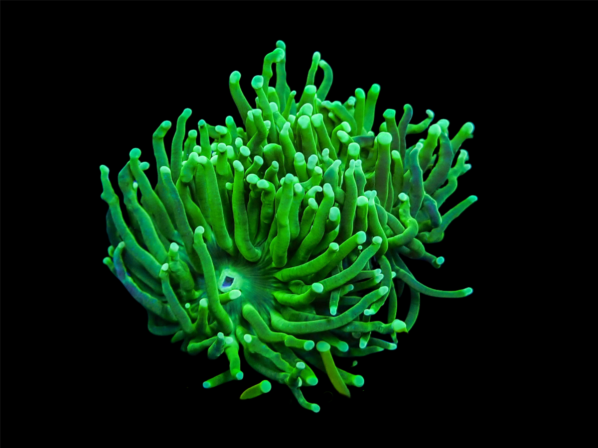 Hulk Torch - Single Head 2 – Epic Aquaculture