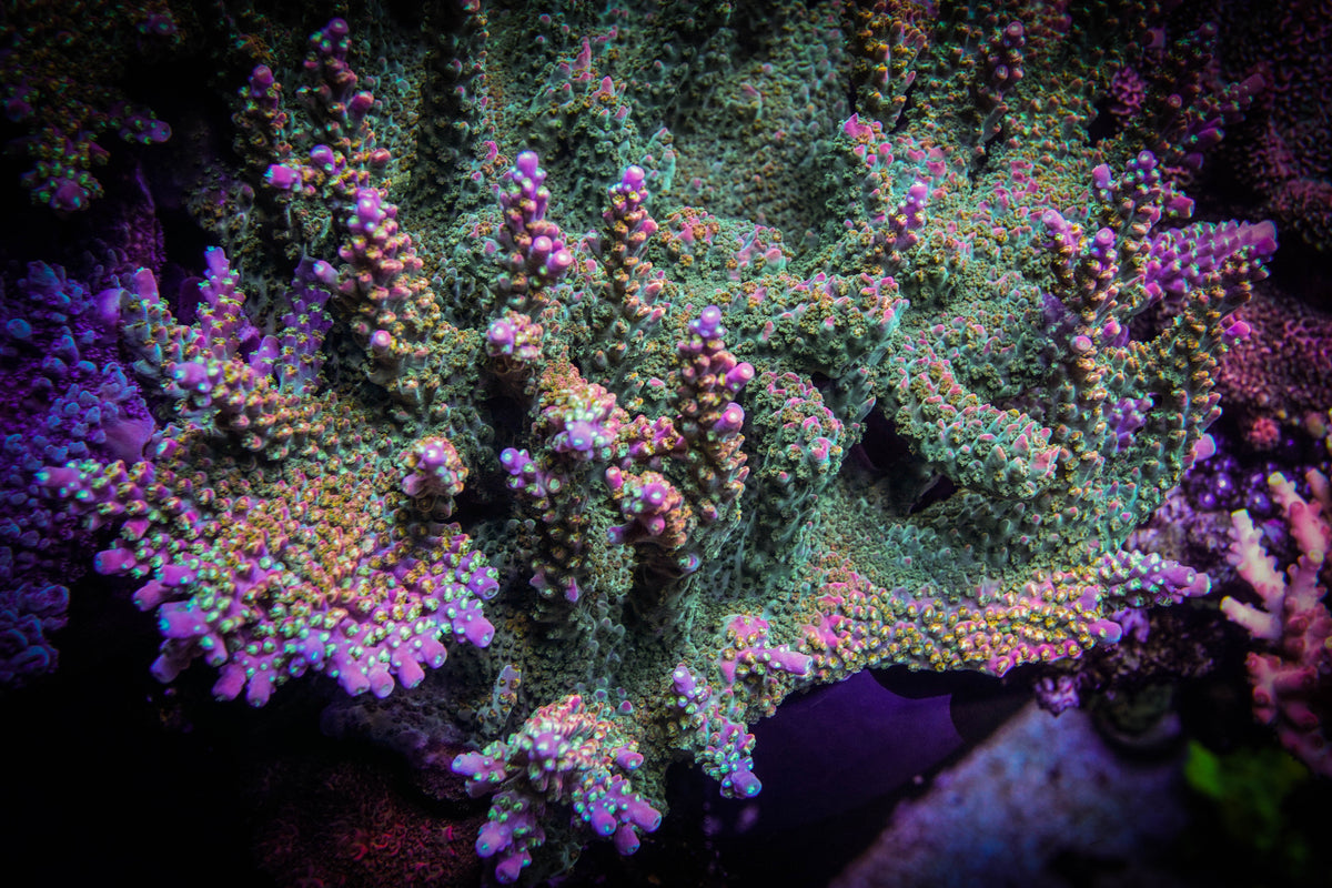 Pirates Reef Corals Fruity Pebbles – Epic Aquaculture