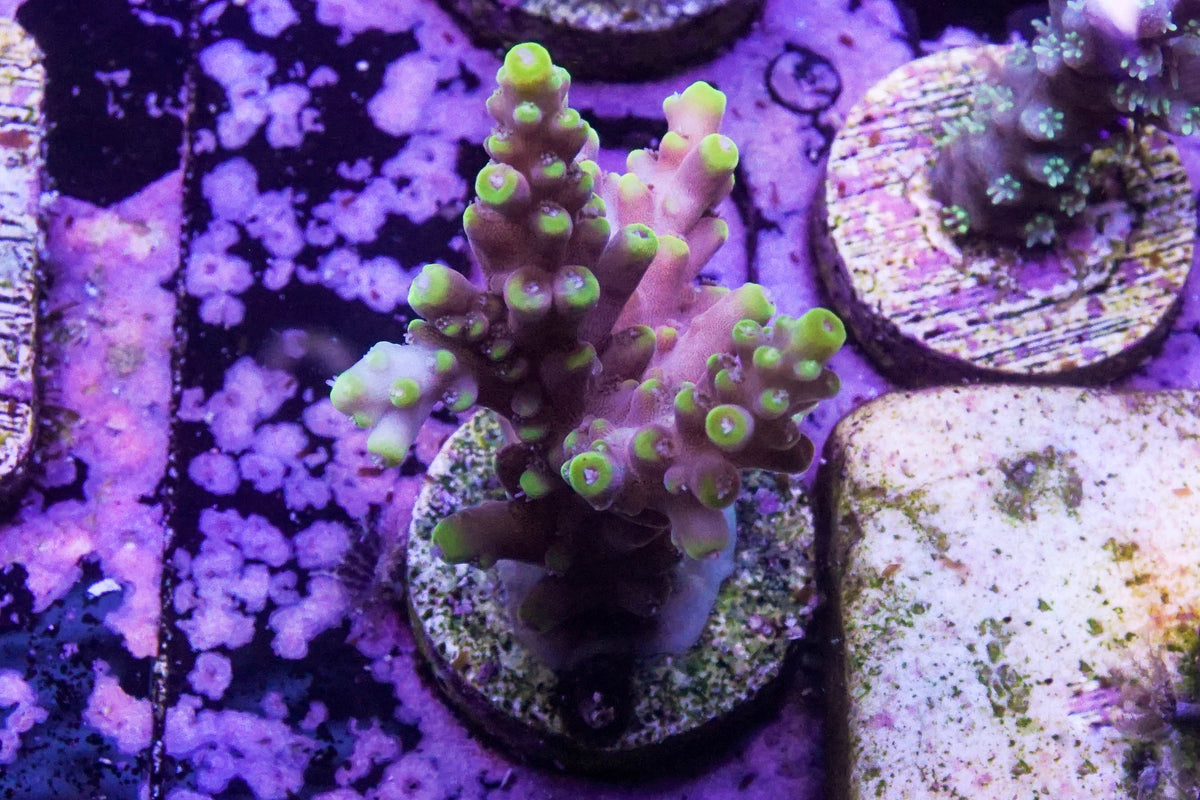 BigR Corals Candyland – Epic Aquaculture