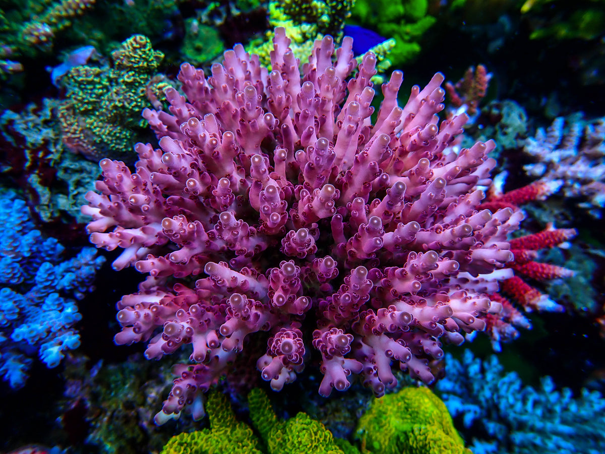 Boom Corals Red Loripes – Epic Aquaculture