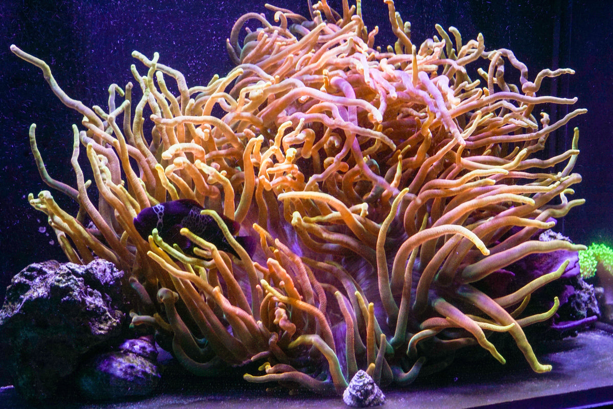 Colorado Sunburst Anemone – Epic Aquaculture