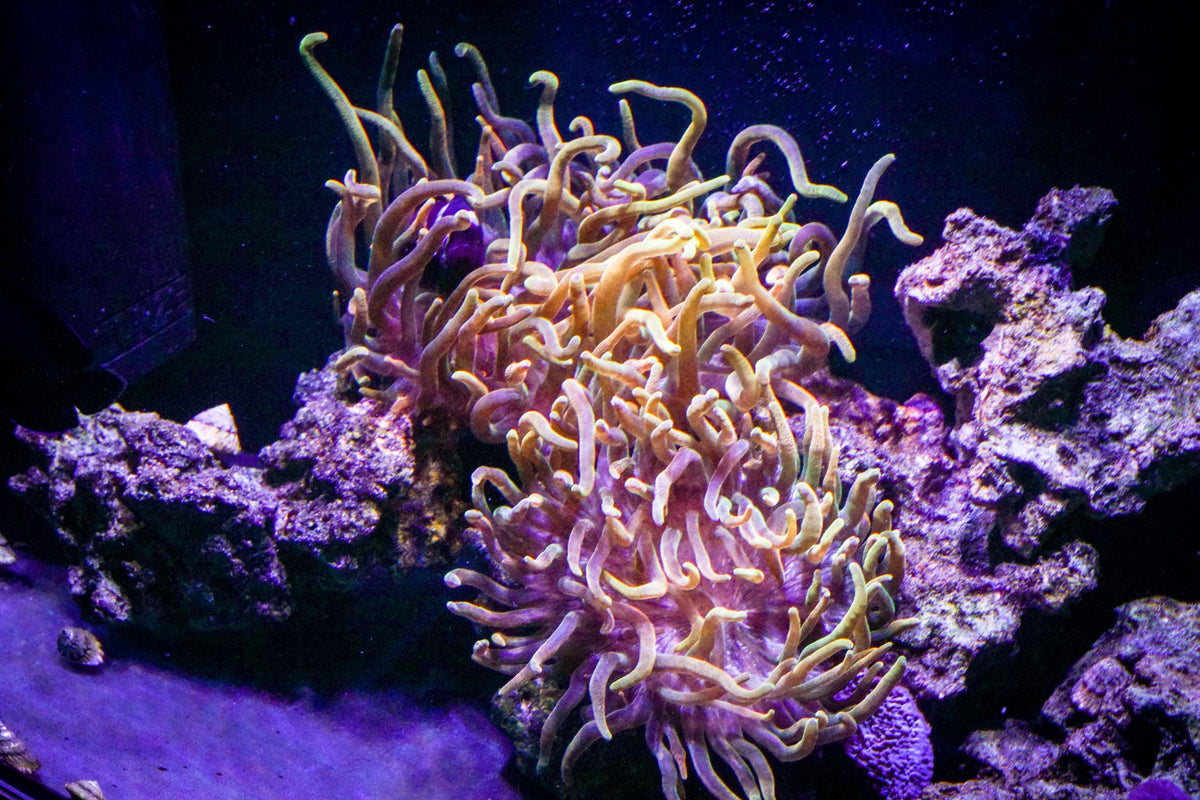 Colorado Sunburst Anemone – Epic Aquaculture