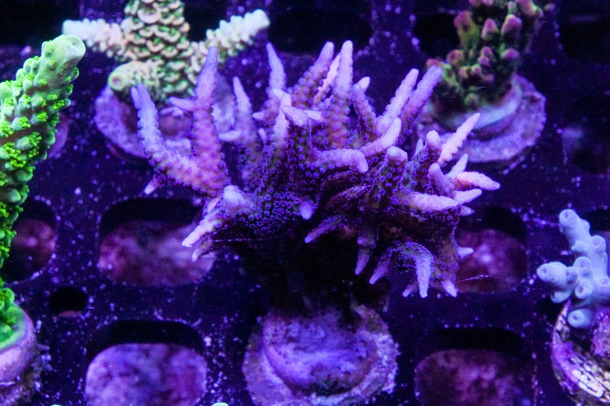 Pink Birdsnest – Epic Aquaculture