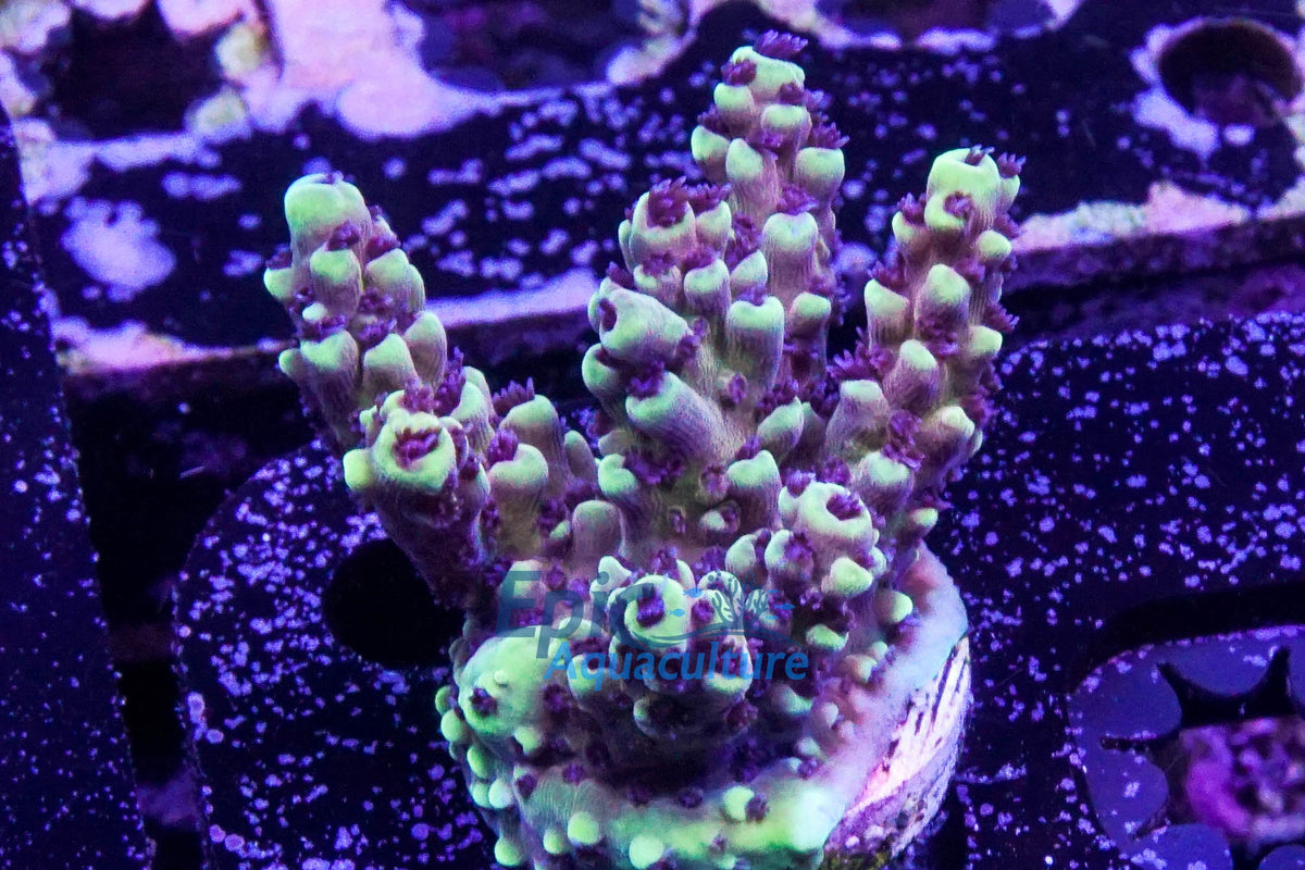 Reef Raft Pink Cadillac – Epic Aquaculture